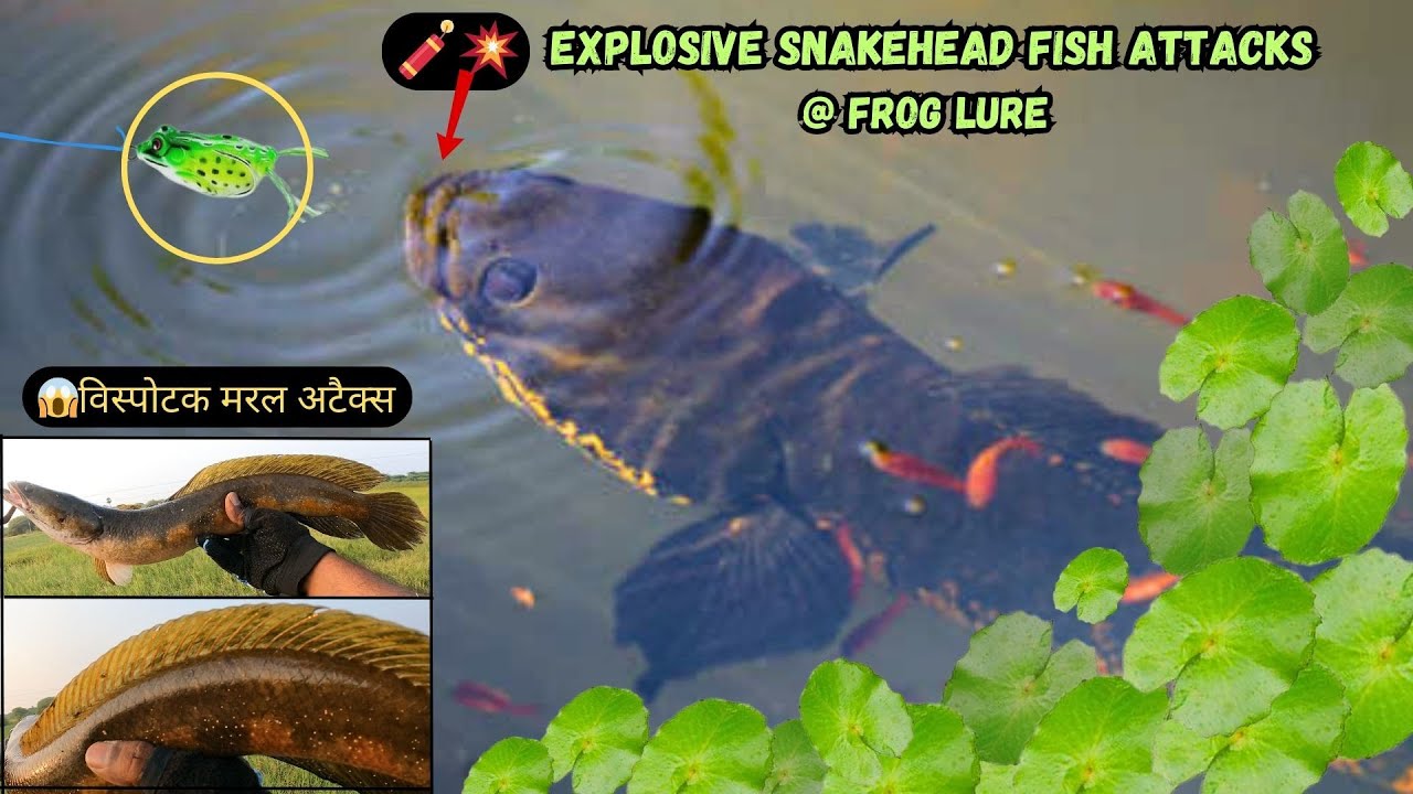 😱💥विस्फोटक मरल फिश अटैक्स | Explosive Snakehead Fish Strikes On Frog ...