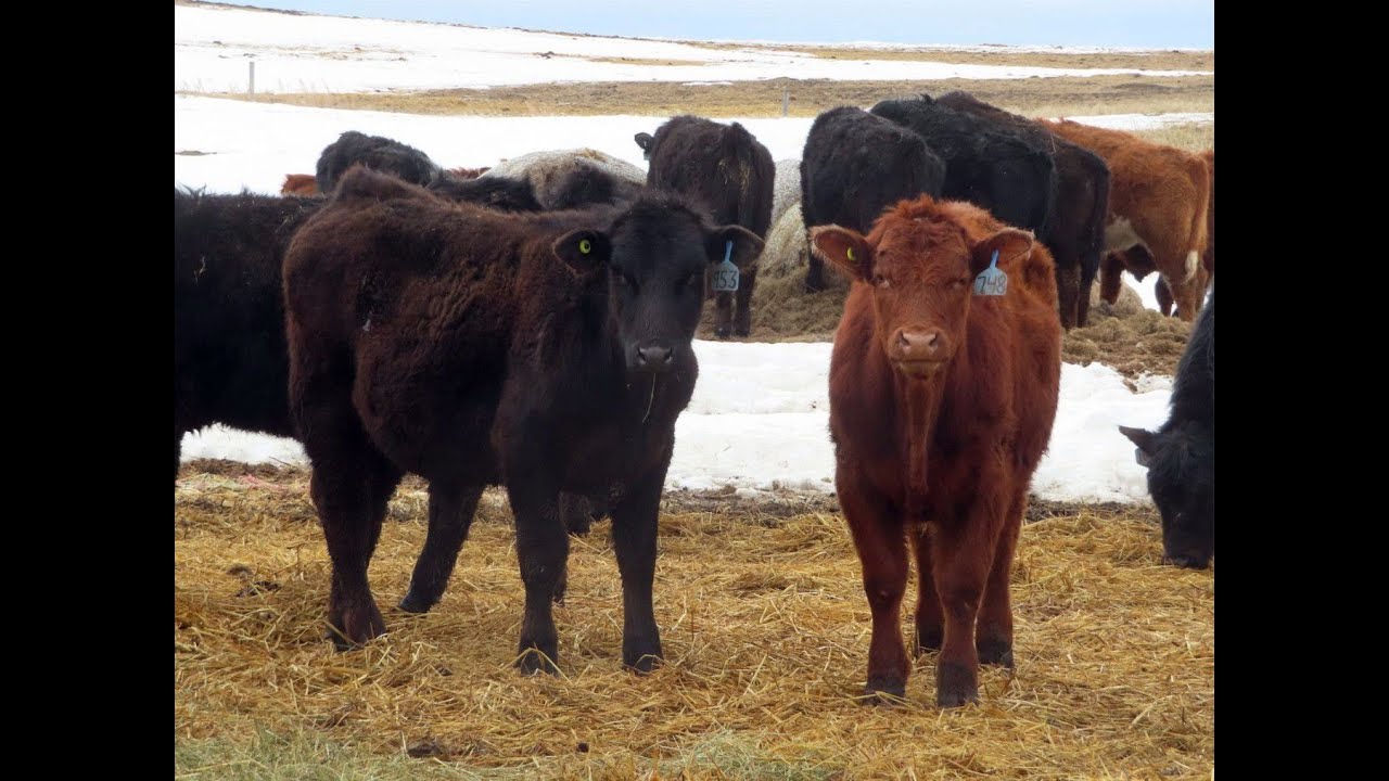 Ranahan Ranch 590# Exotic X Steers - YouTube