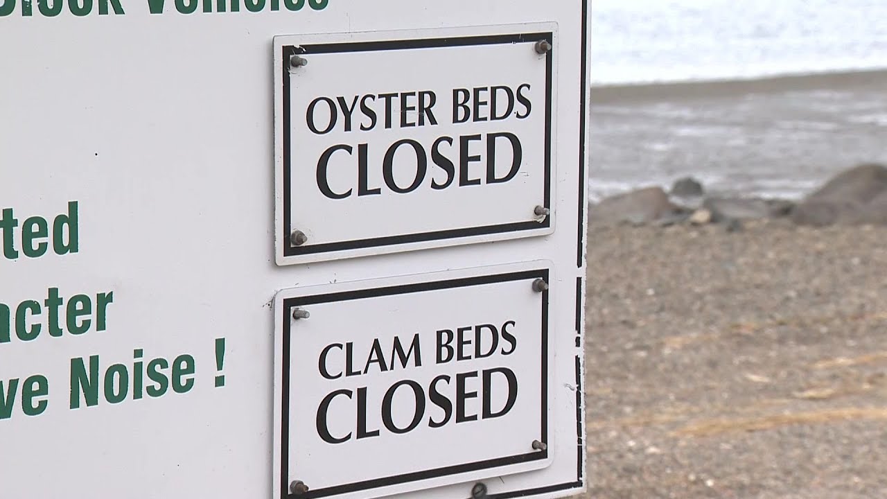 Shell fishing ban in parts of Mass. amid red tide - YouTube