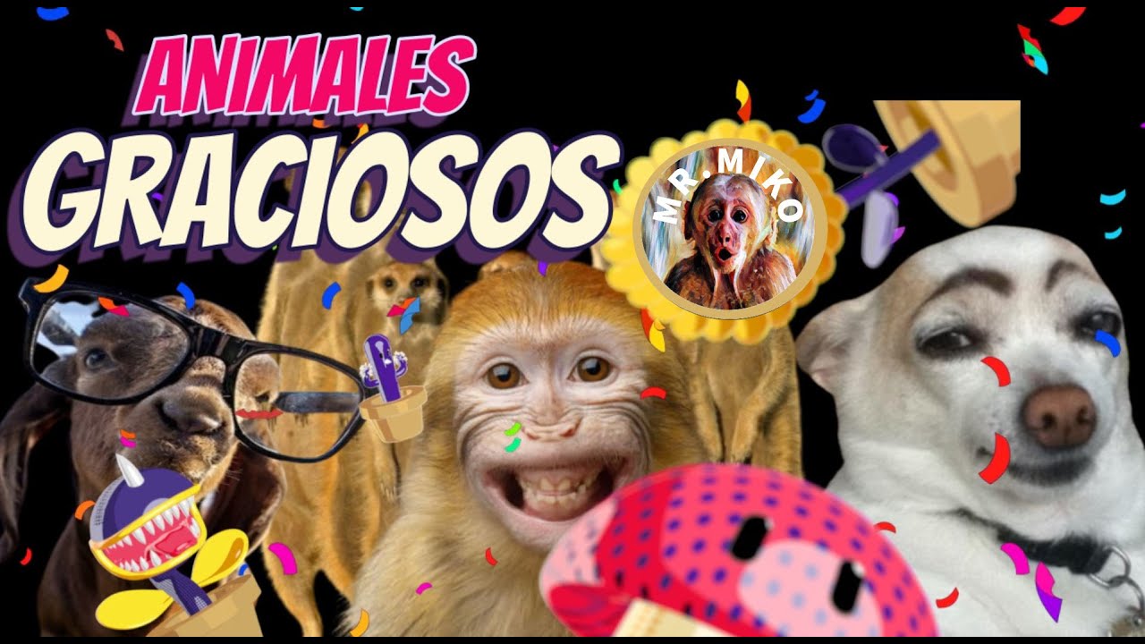 Animales super graciosos y divertidos!!! Funny Animals/Funny Moments ...