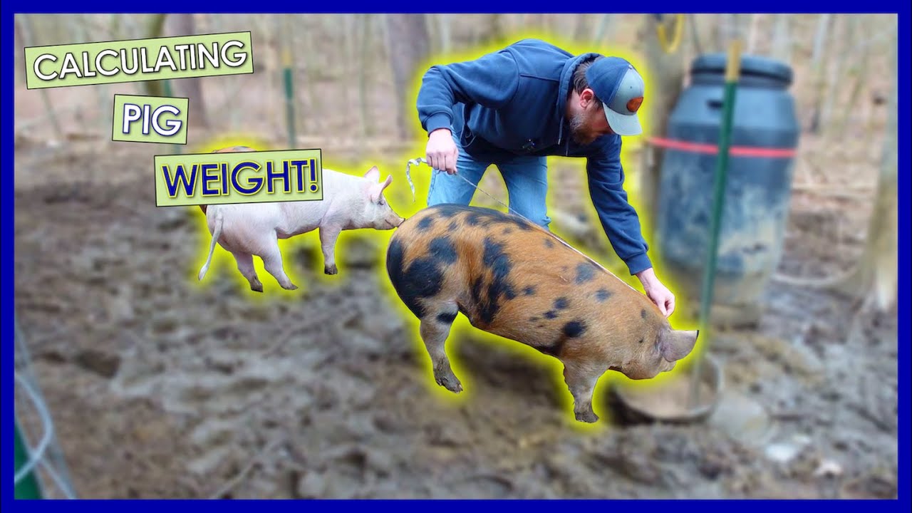 Is it WORTH raising PIGS for PROFIT? | How to weigh your pigs - YouTube