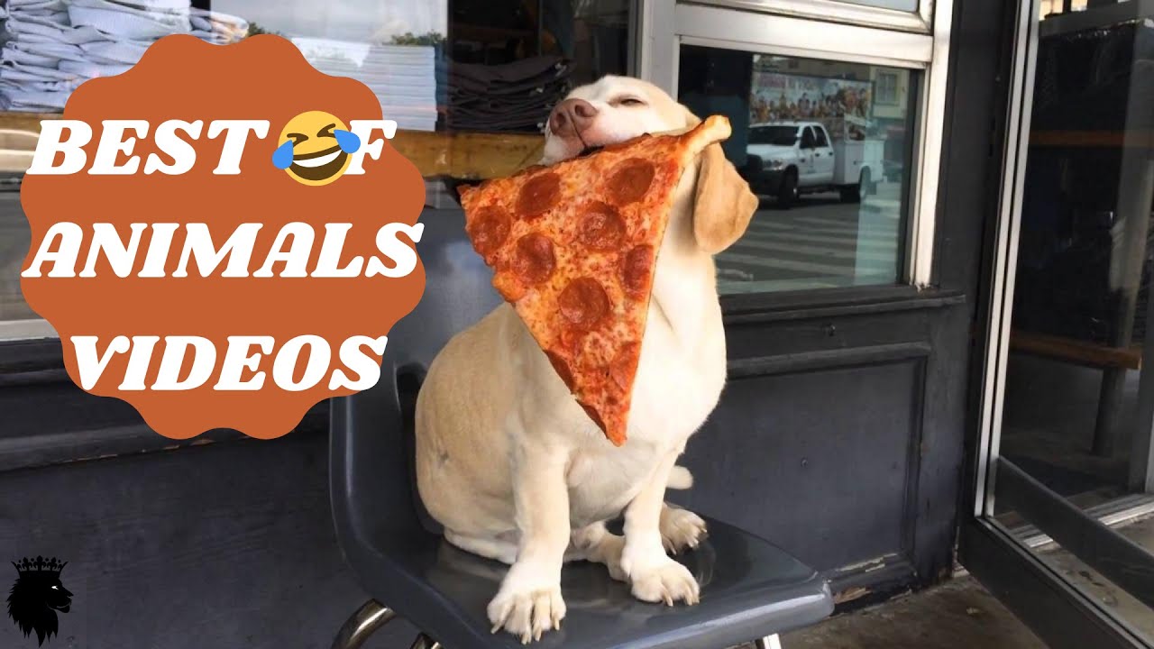 Best animal videos - Funniest cat and dog compilation 2020 - YouTube