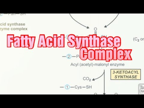 Fatty Acid Synthase Complex/ Biochemistry - YouTube