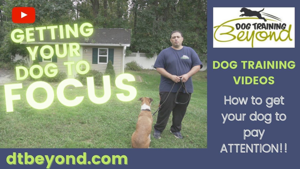 How to Get Your Dog to FOCUS/Listen!! - YouTube