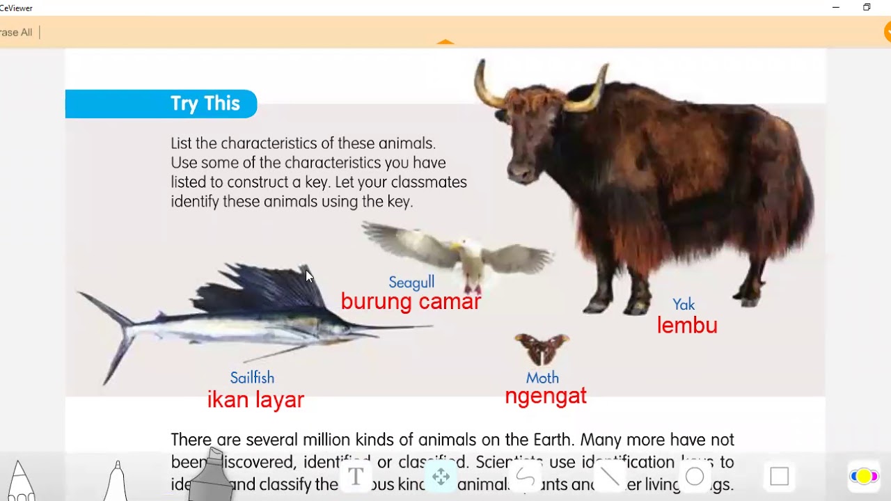 Grade 4 - Identification Key Assignment. - YouTube
