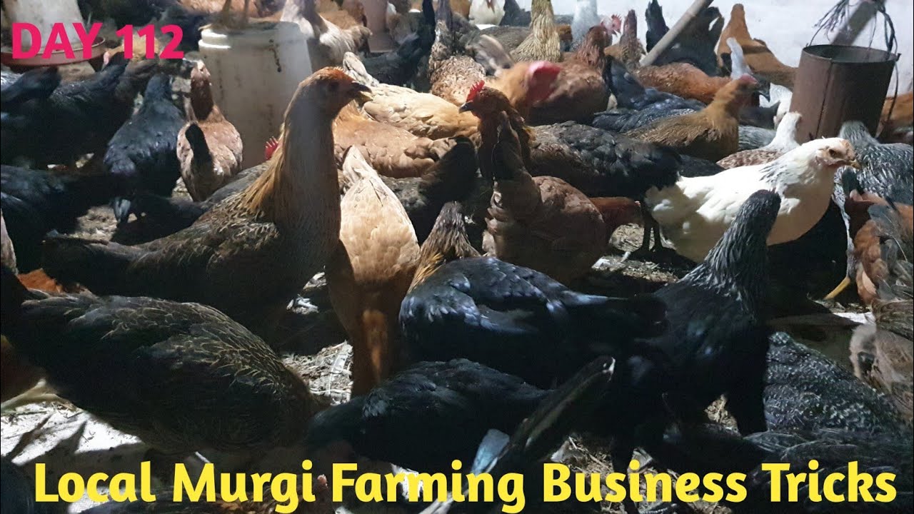 Local Murgi Farming Business Ideas l लोकेल मुरगी बिज़नेस आईडियास l দেশি ...