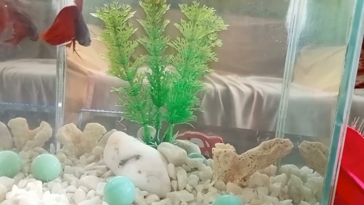 fishda in small aquarium 🐟/#gandeza blesh - YouTube