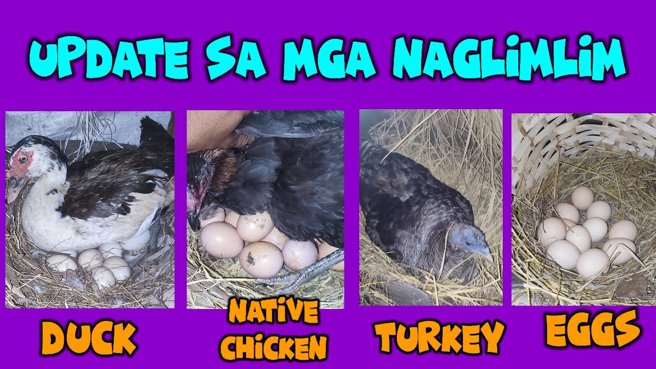 Nag limlim na manok ,pabo , pato at rhode island red/laying eggs - YouTube