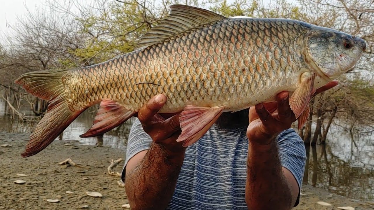 BiG Rohu Fishing||Unbelievable FISHING||Rohu Fish Catching|Rohu Fishing ...