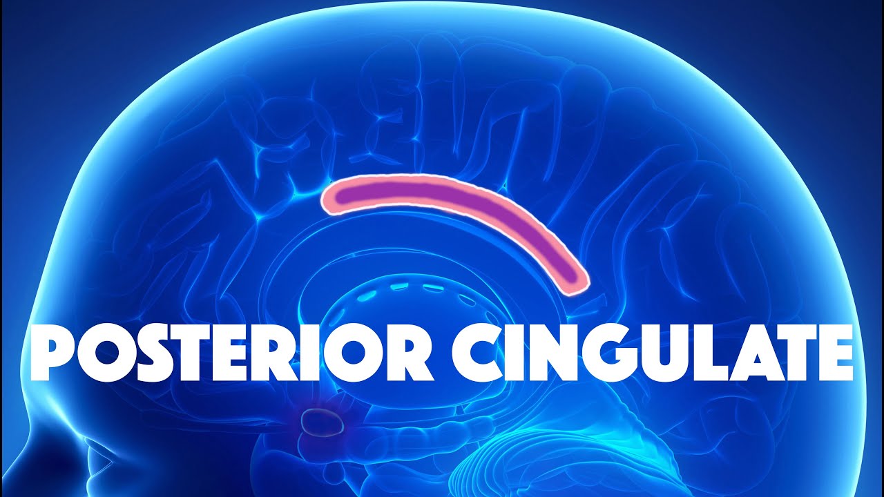 Posterior Cingulate Cortex - YouTube