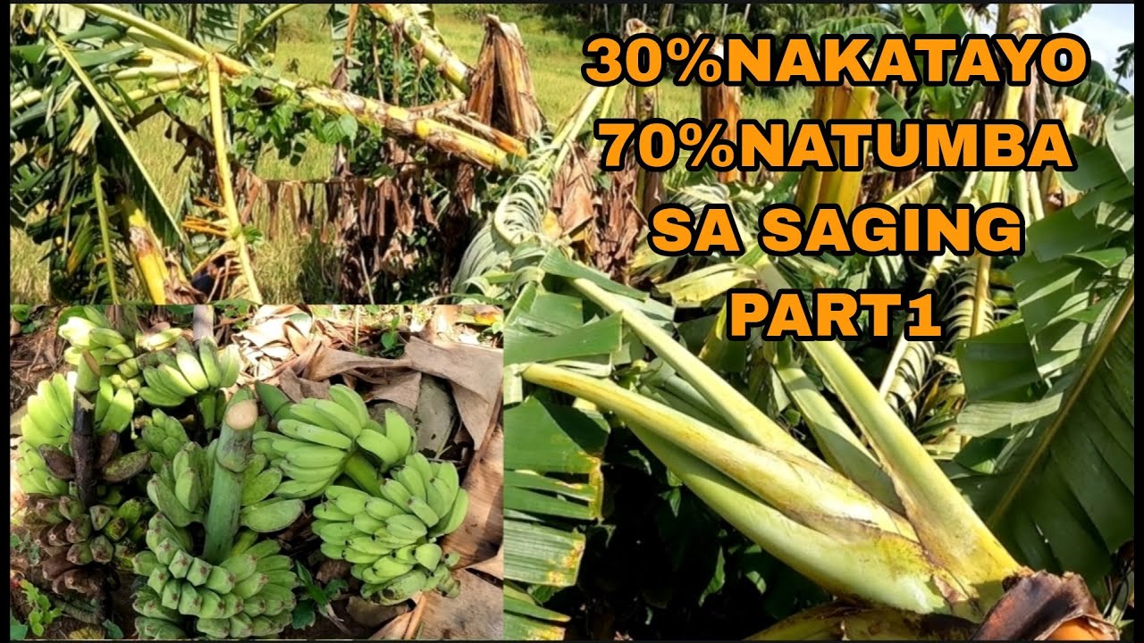 UPDATE SA SAGINGAN PART1 - YouTube