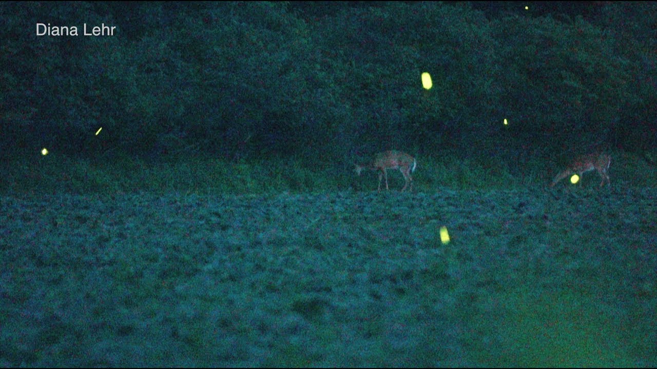 Dancing Fireflies and Deer - YouTube