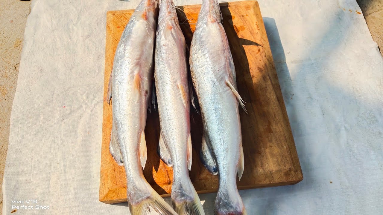 Aar Fish Cutting - YouTube