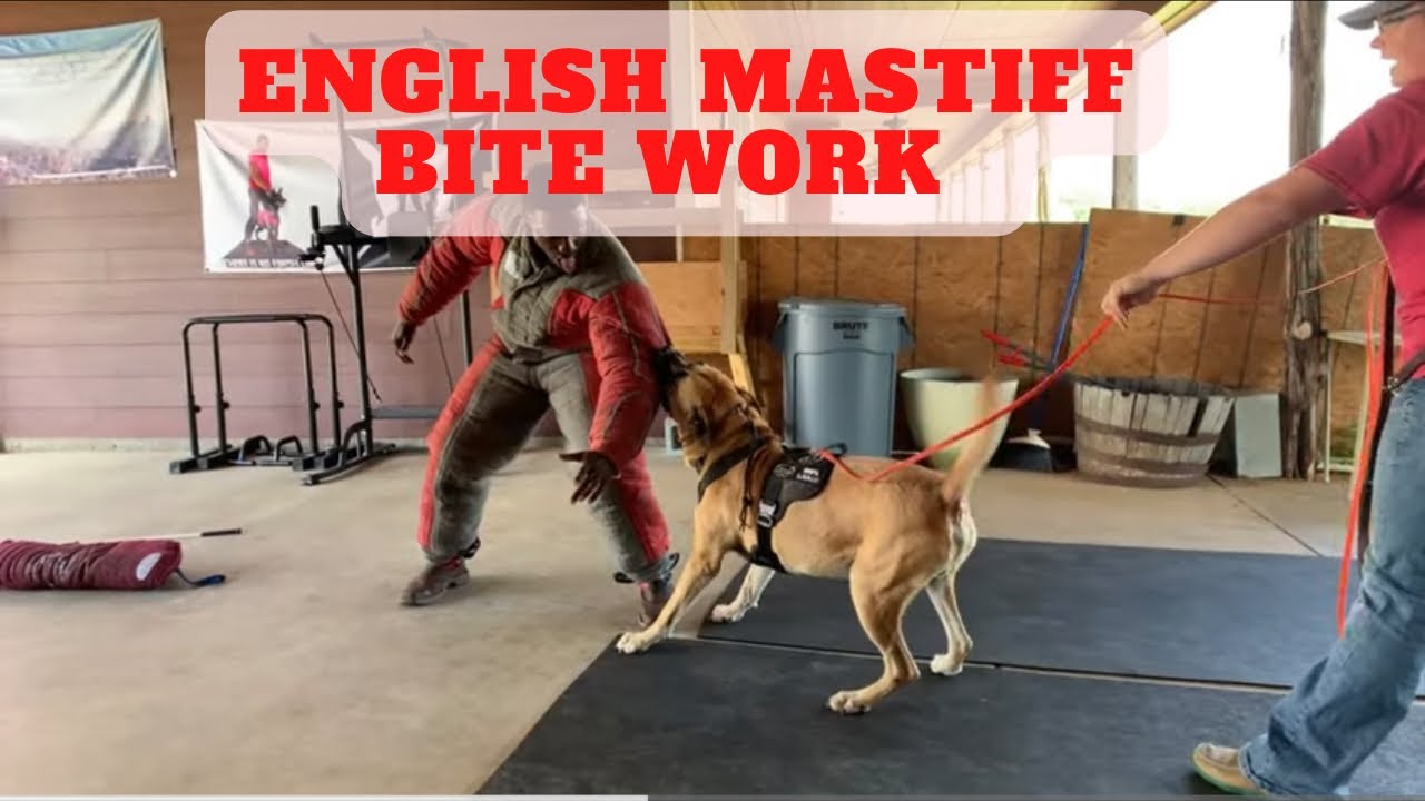 Huge Controlled English Mastiff Dog - YouTube
