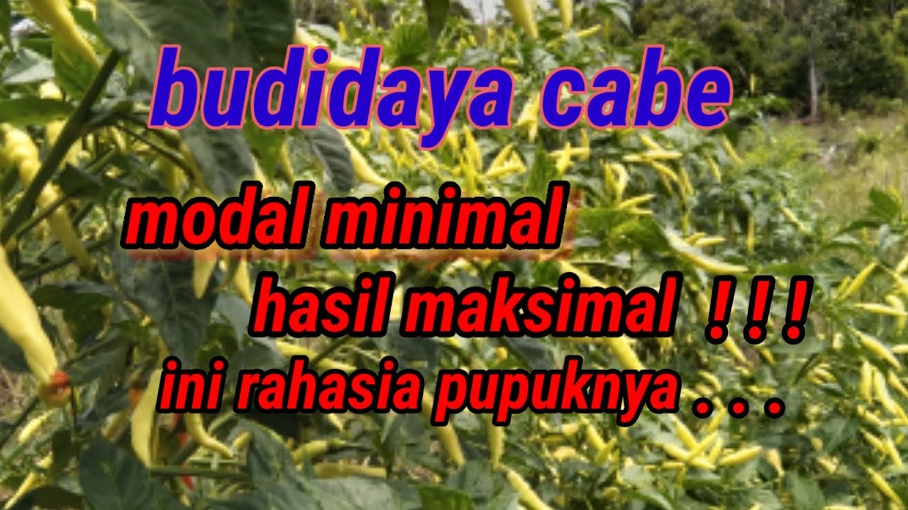 Pemupukan cabe Cakra lokal dari awal sampai panen - YouTube