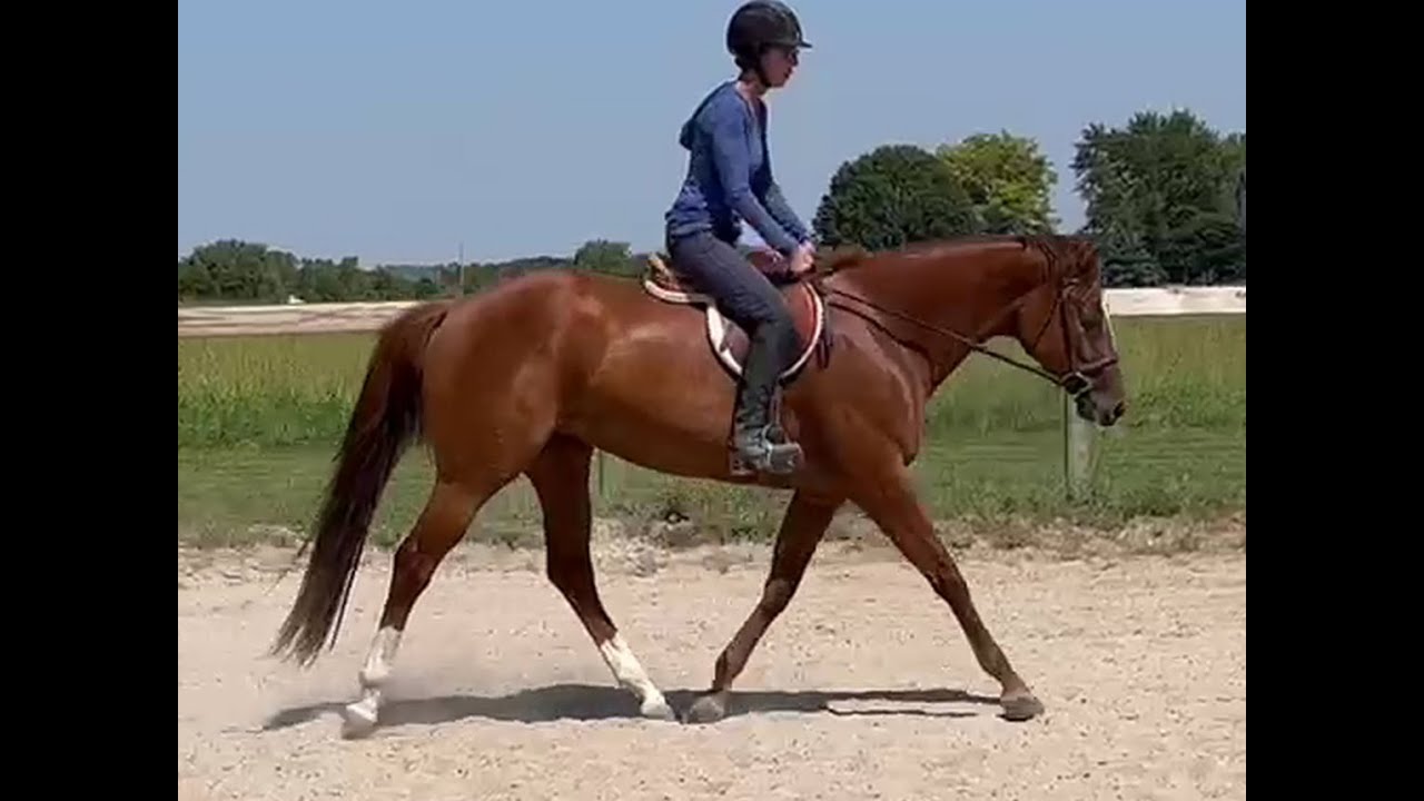DGS Short Story - 2019 AQHA Mare - Green - Riding and Free Jump 9/2022 ...