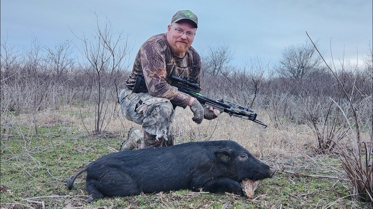 Too many Hogs to choose from! - YouTube