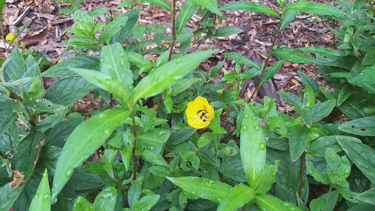 Bee at the Sun-drop flower - YouTube