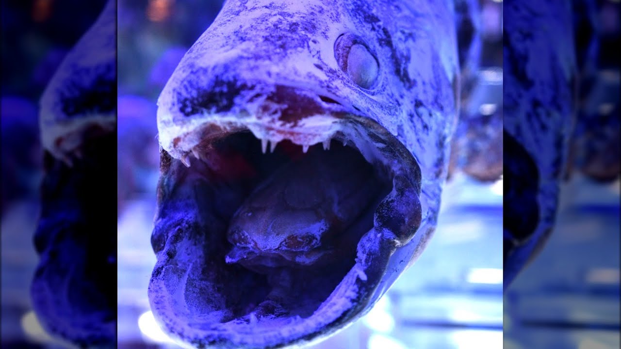 Animals Discovered Alive After Thinking They Were Extinct - YouTube