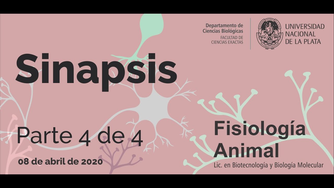 Sinapsis - Parte 04/04 - YouTube