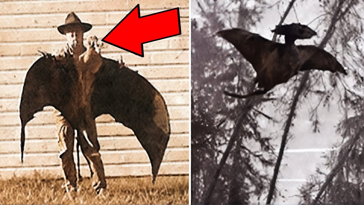 This Man Found Old Photo Album That Could Prove Prehistoric Creatures ...