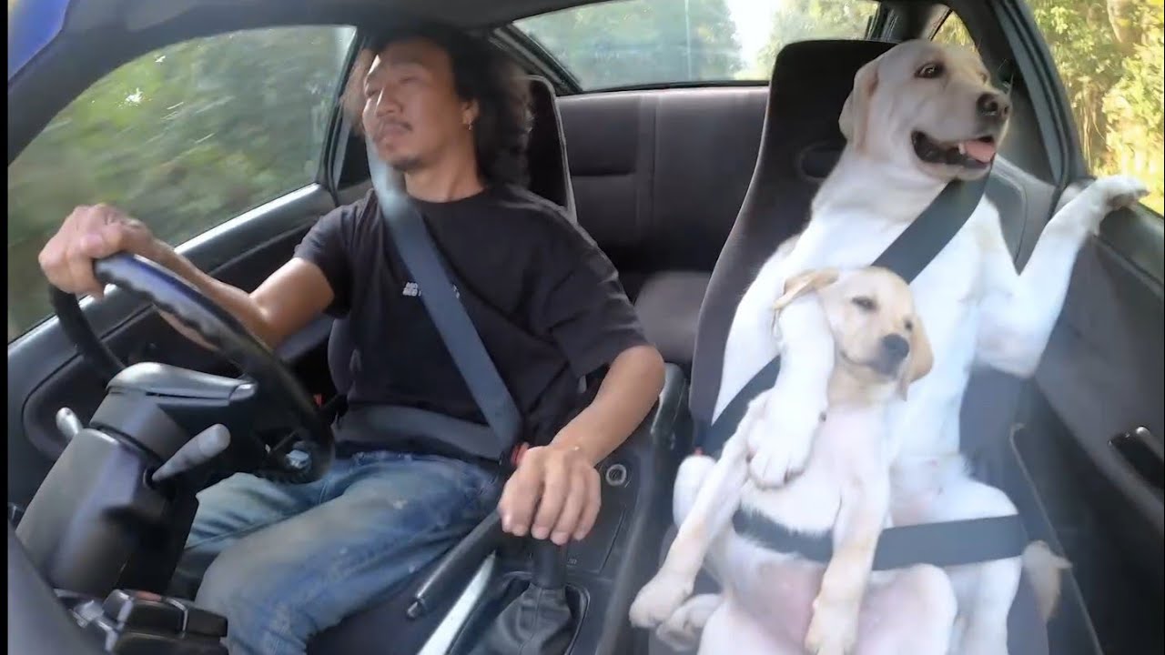 Two Dogs Driving - YouTube