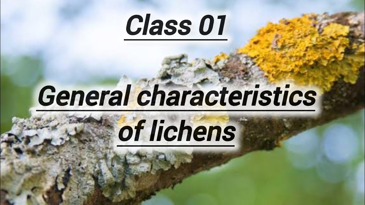 General characteristics of Lichen #studymaterial #handmadenotes #botany ...