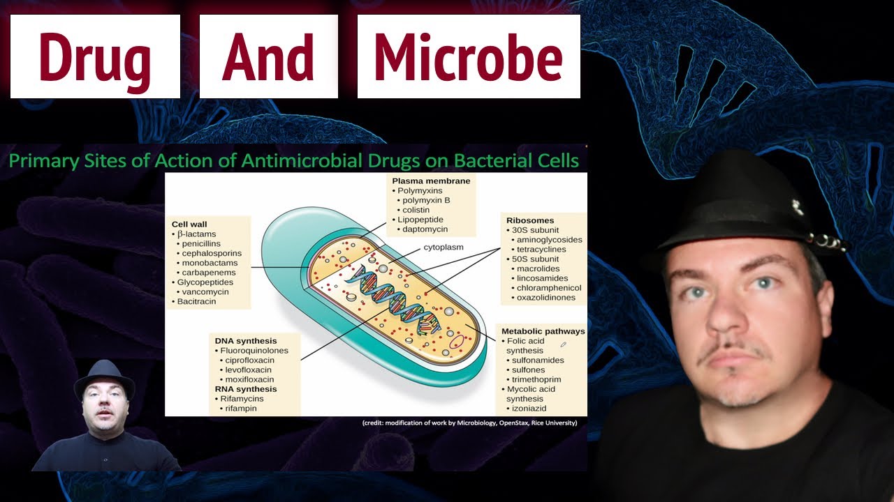 Interactions Between Drug and Microbe - YouTube