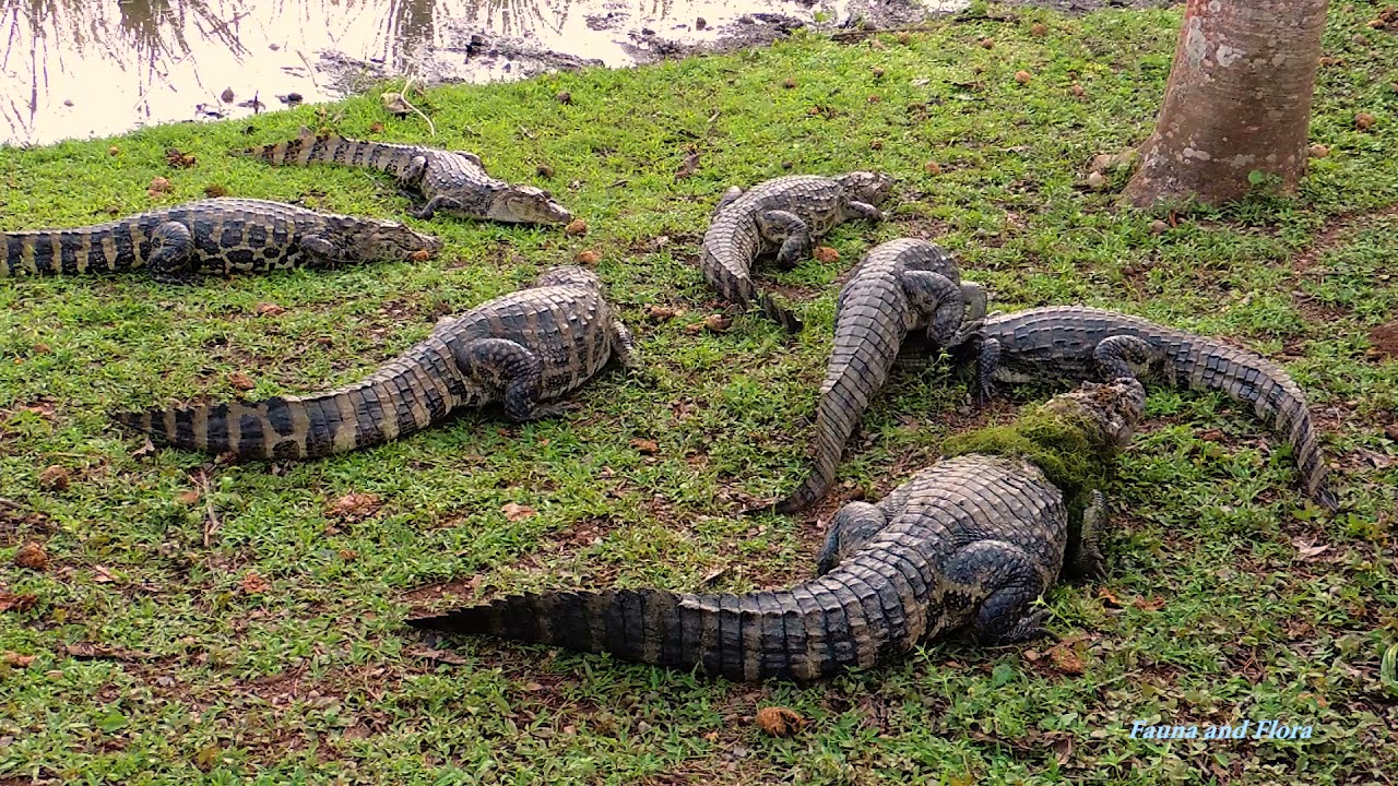 BROAD-SNOUTED CAIMAN (CAIMAN LATIROSTRIS), JACARÉ-DE-PAPO-AMARELO ...