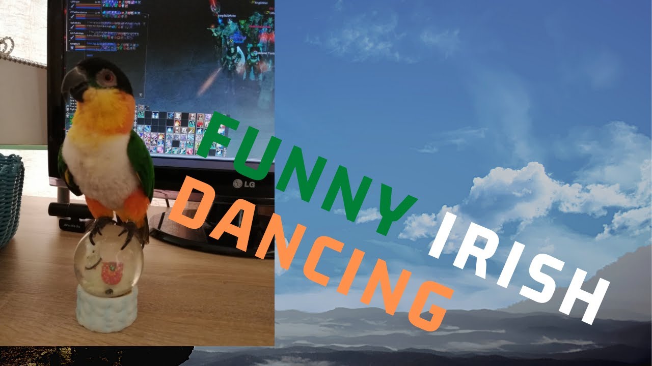 FUNNY DANCING PARROT. Black headed Caique Is dancing to the Irish music ...