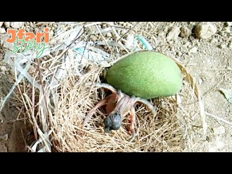 Baby birds cuckoo push mango - YouTube