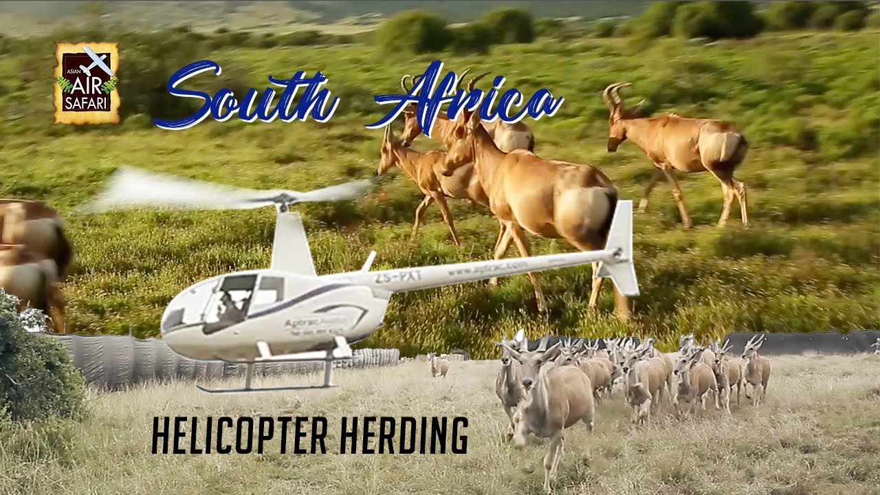 Helicopter Herding in Shamwari with an R44 - YouTube