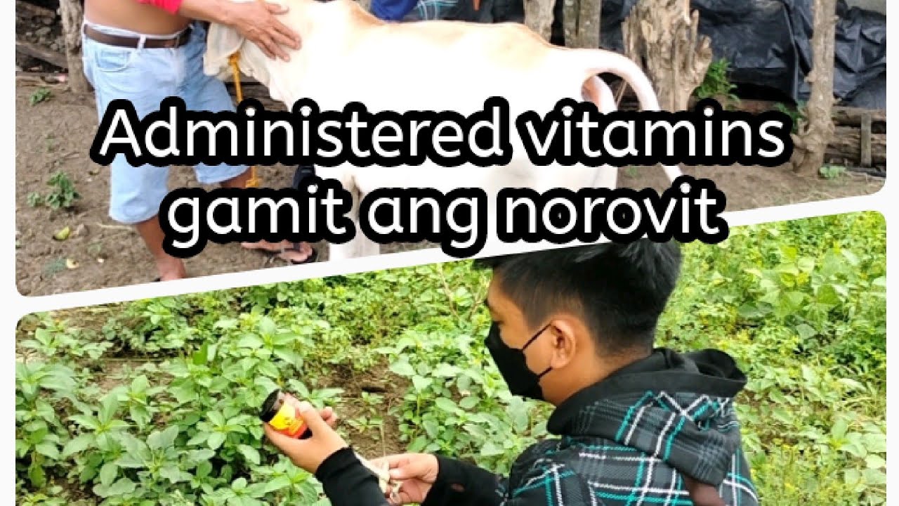 Administered vitamins gamit ang Norovit #THEAJVCHANNEL - YouTube