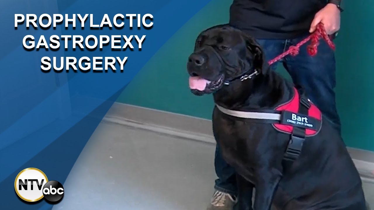 Pet Doc: Prophylactic Gastropexy Surgery - YouTube
