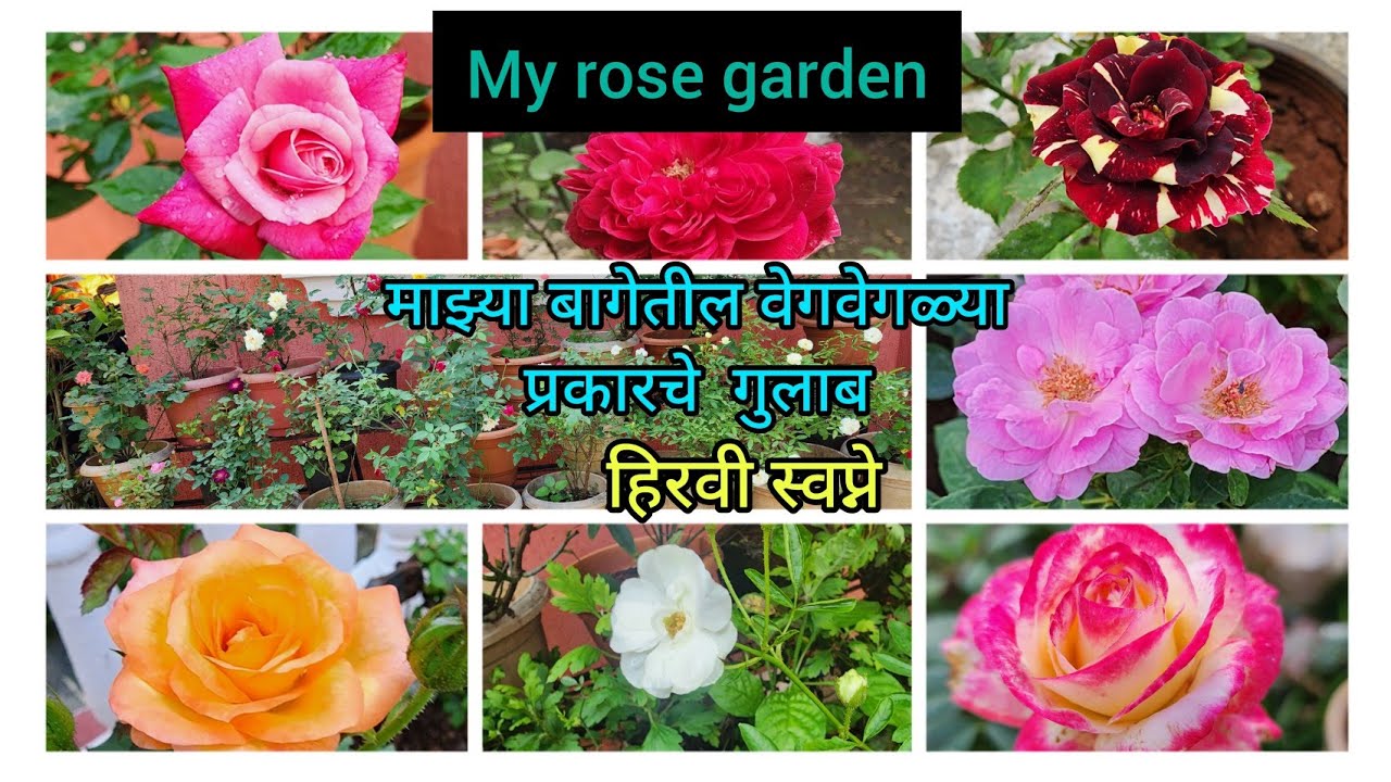 Various types of roses in my garden #roses #rose #garden - YouTube