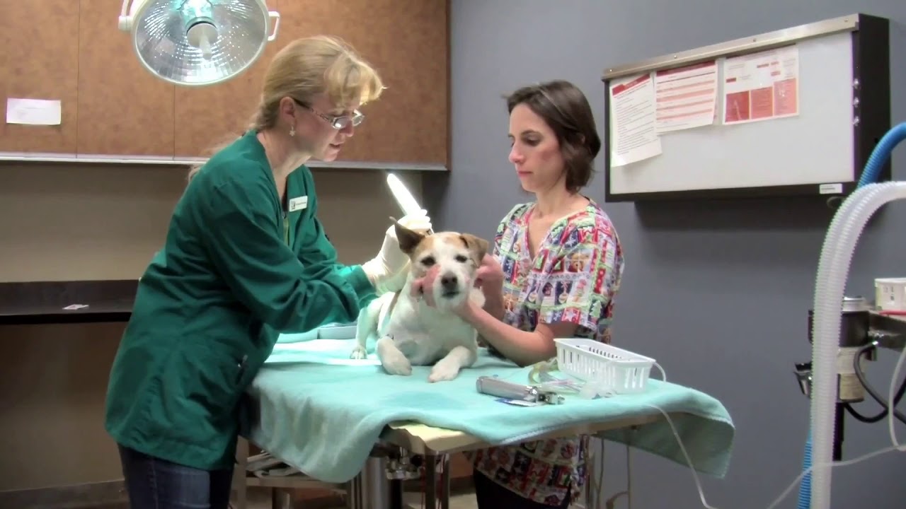 CryoPen - Veterinary Cryotherapy - YouTube