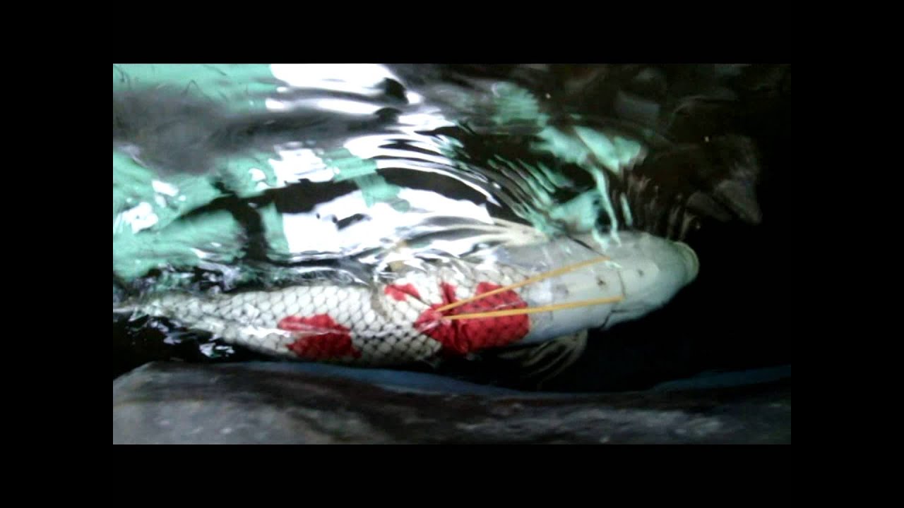 Robot Fish swim in the small pool - YouTube