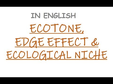 What is Ecotone, Edge Effect & Ecological Niche ? (In English) - YouTube