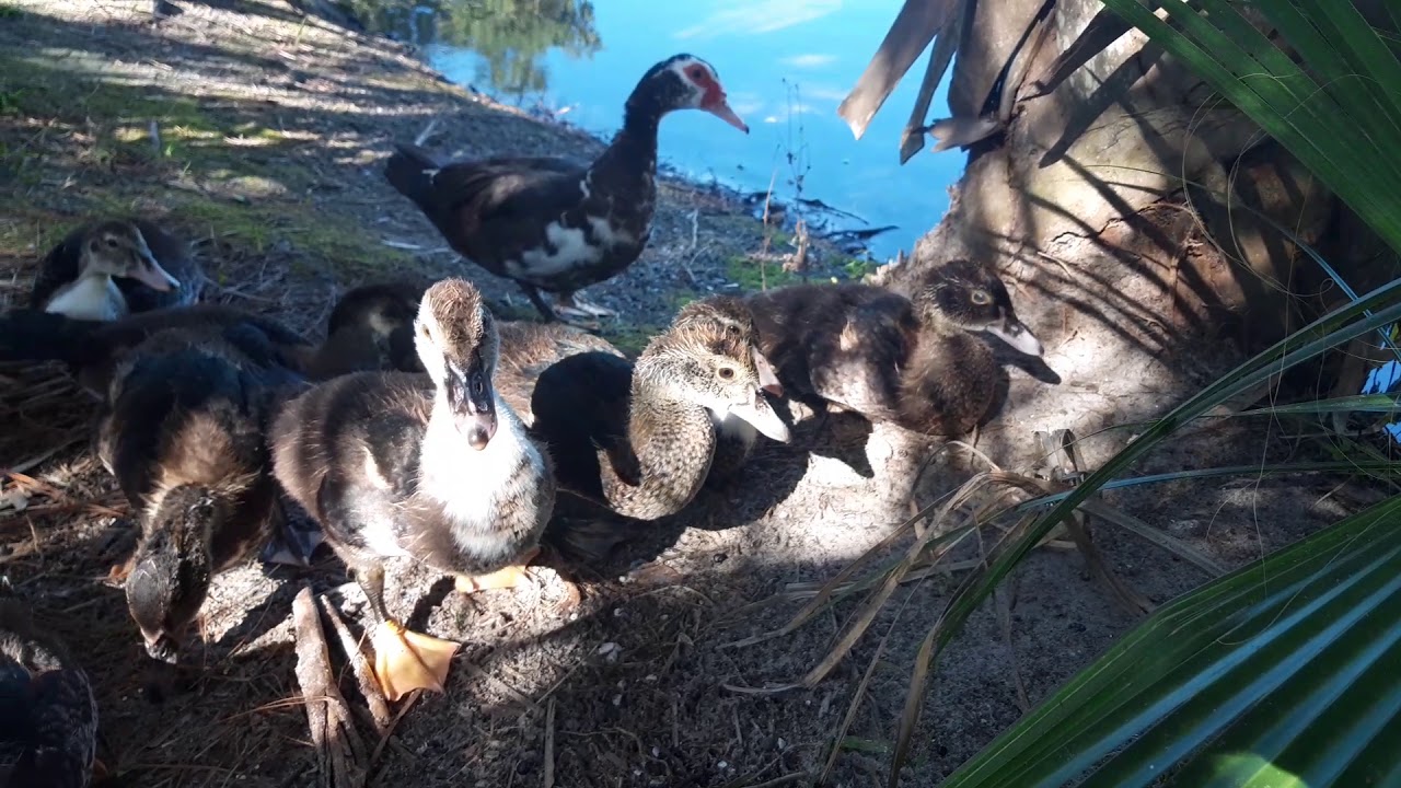 My Duck Family is growing up - YouTube