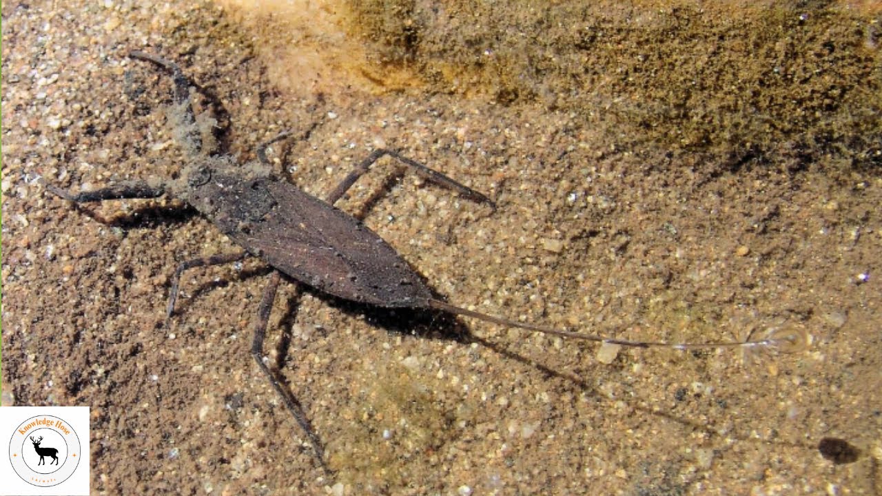 Creatures Of The Deep Water Scorpion