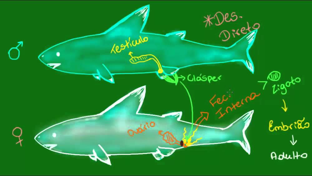 Reprodução nos Condrictes - Vertebrados - Zoologia - YouTube