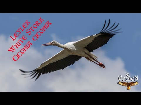 Leylek   White stork / Ciconia ciconia