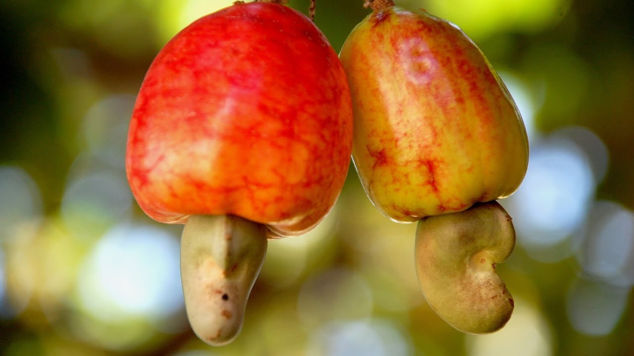 C'est Quoi L'Anacarde ? (Noix De Cajou & Pomme De Cajou) - YouTube