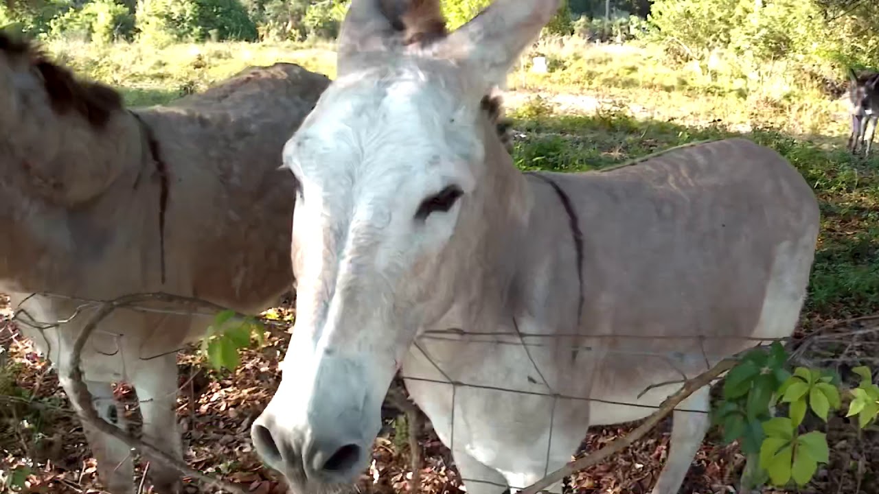 May 5 Donkey snacks - YouTube