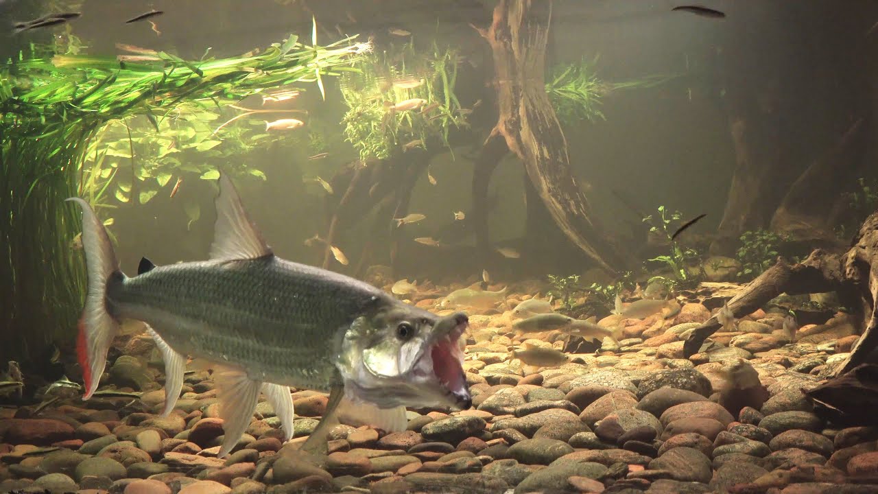 big goliath tigerfish big strike - YouTube