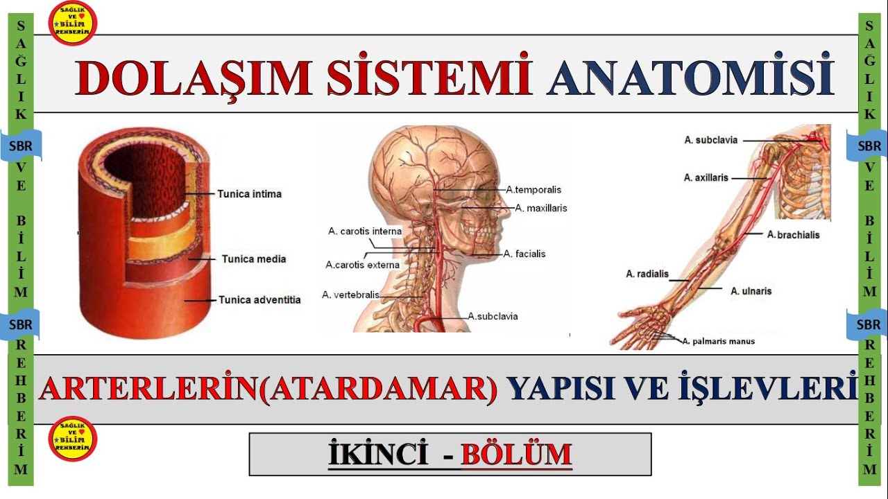 2-Dolaşım Sistemi Anatomisi , Arterlerin (Atardamar) Konuanlatımı ...