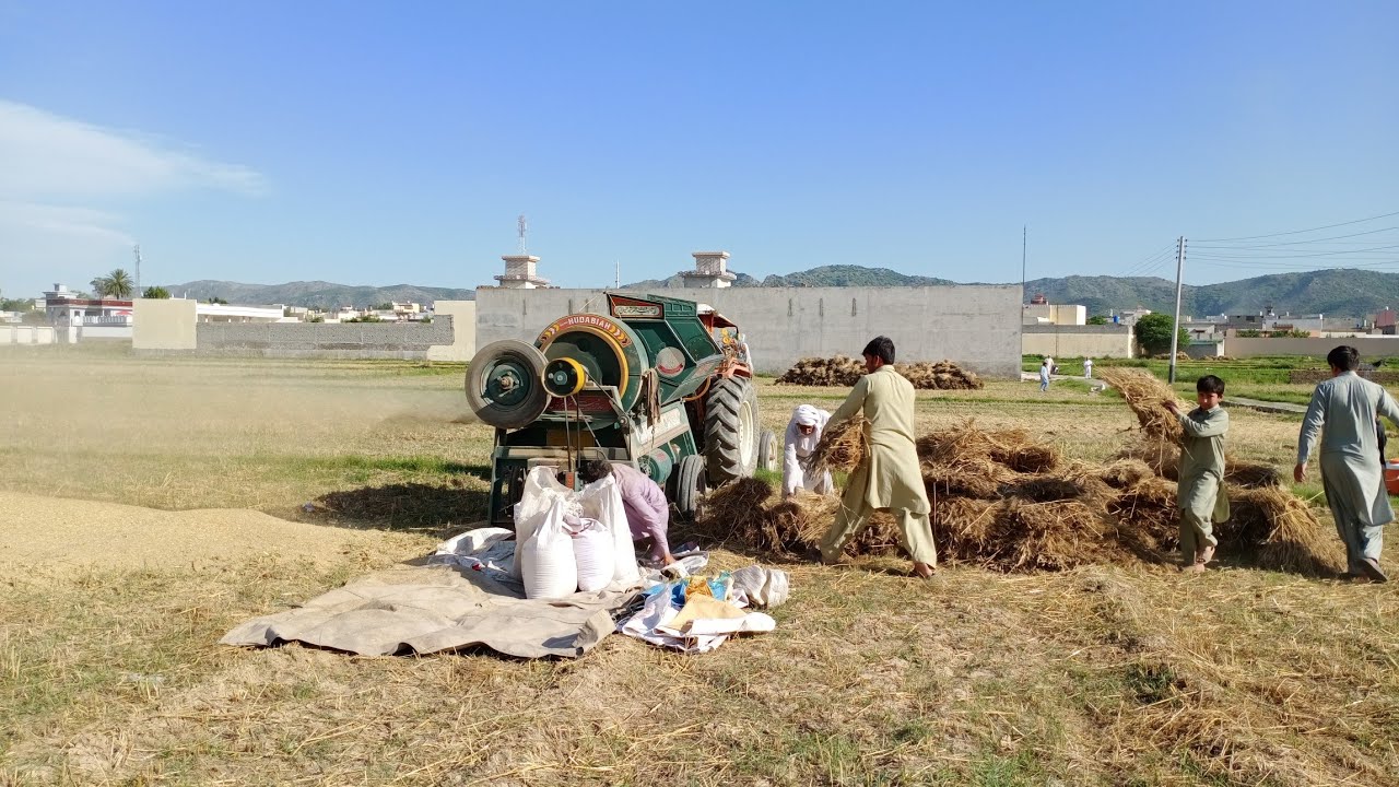 Thrasher day | How to work thrasher Machine | thrasher wheat Video ...