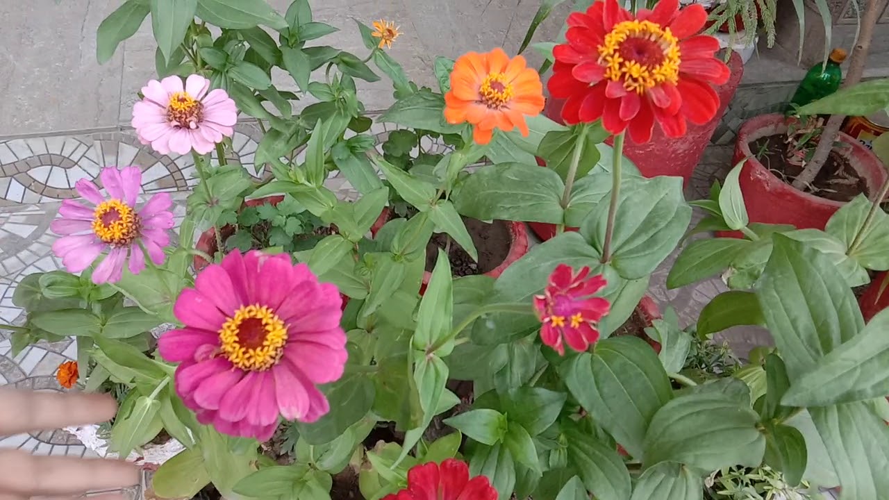 Genia flowers - YouTube