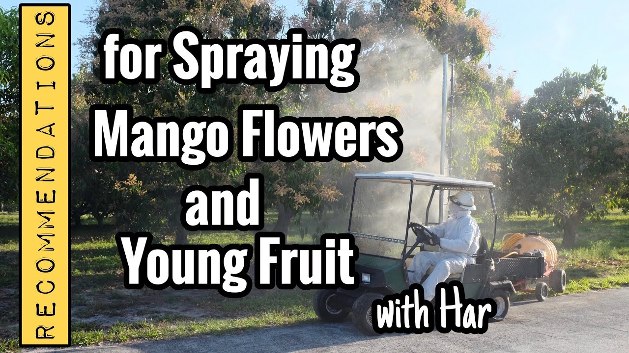 Recommendations for Spraying Mango Flowers and Young Fruit with Har ...