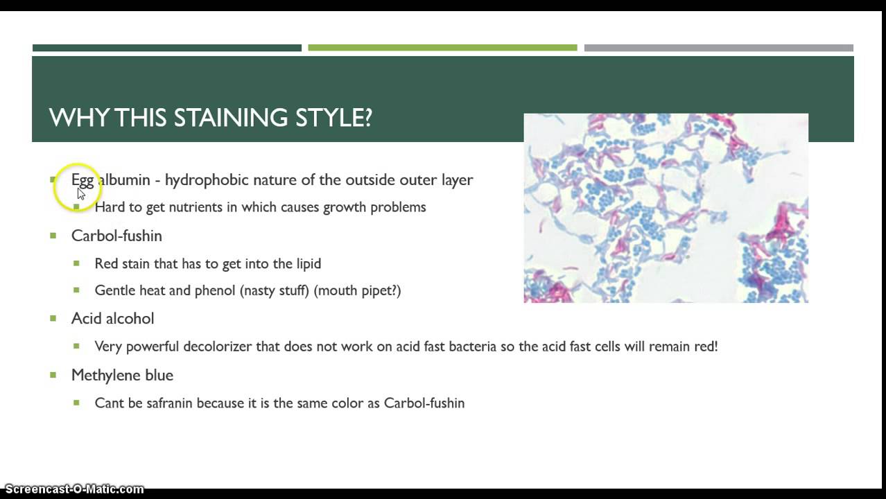 LSU Biol 2051 - Microbiology Lab - Acid-fast Stain - YouTube